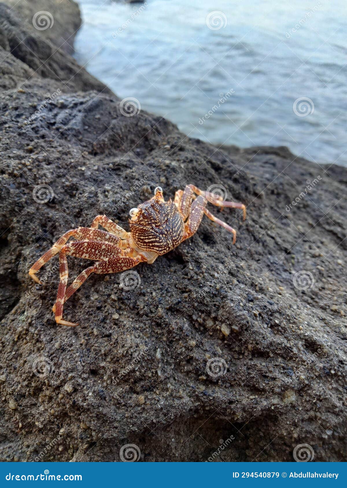 See Crabs on the Beautiful Beach Cute Stock Image - Image of cute ...