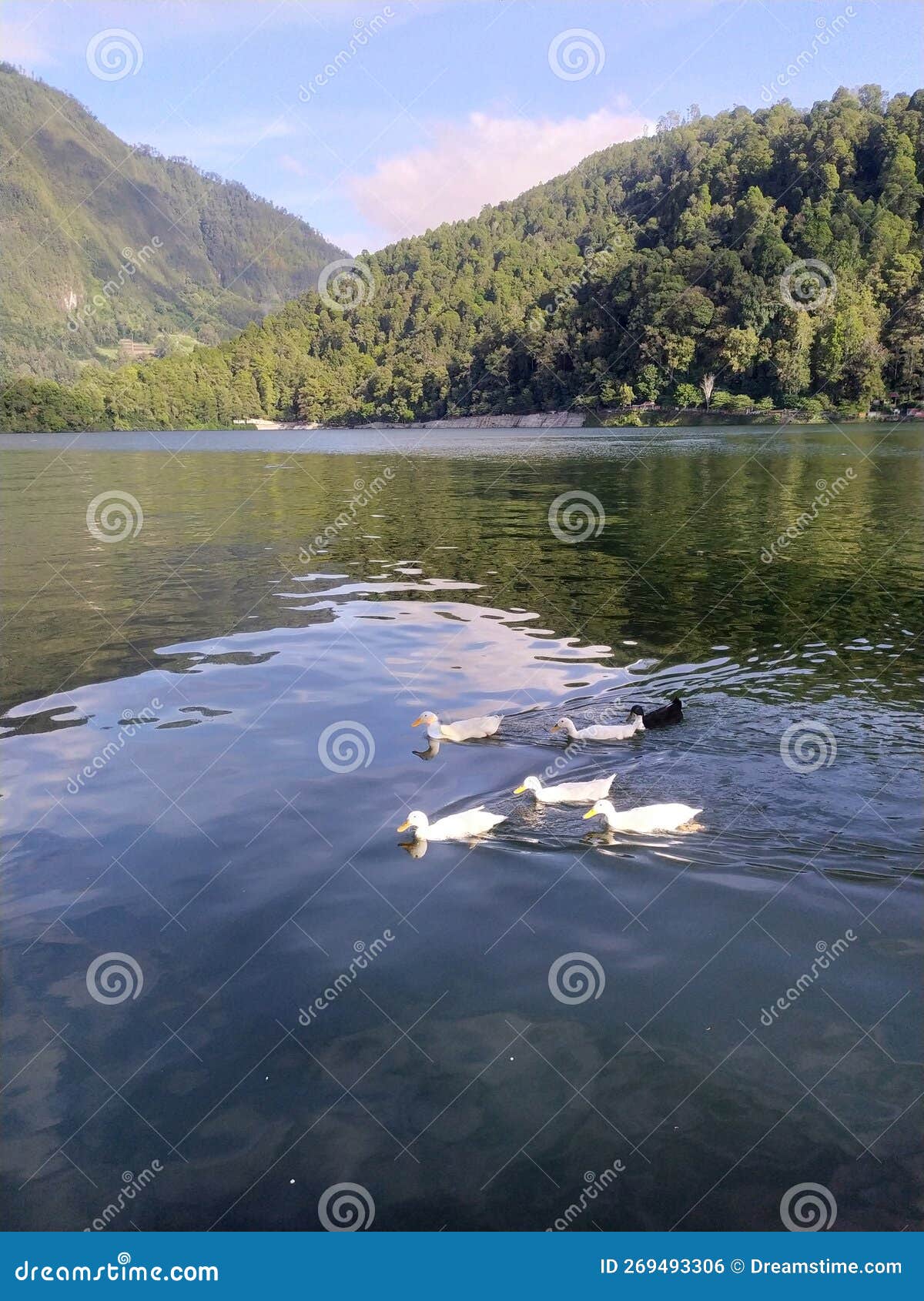 See the Ducks Swimming in the Lake Stock Photo - Image of wall, snow ...