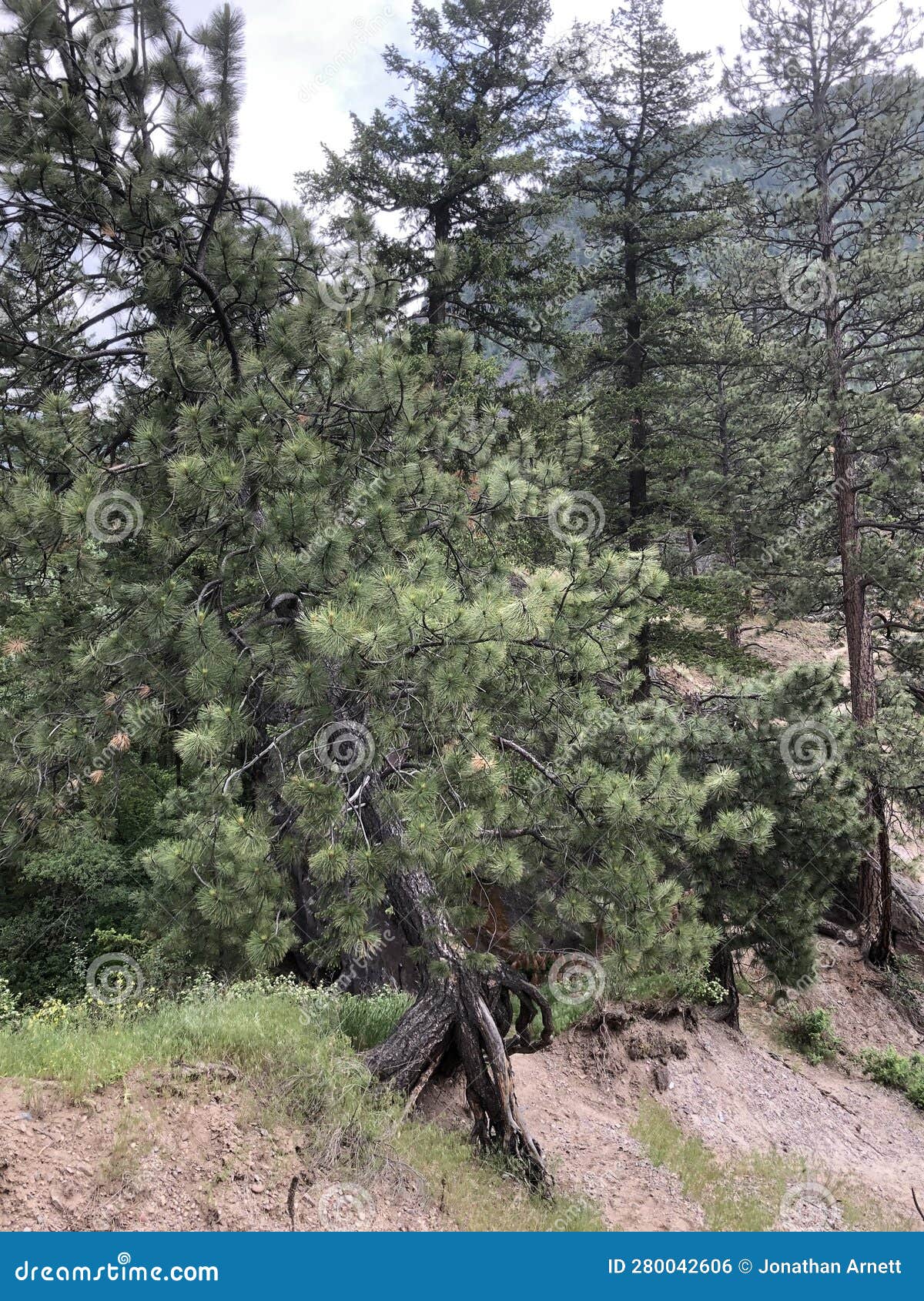 Leaning pine tree stock photo. Image of branch, evergreen - 280042606