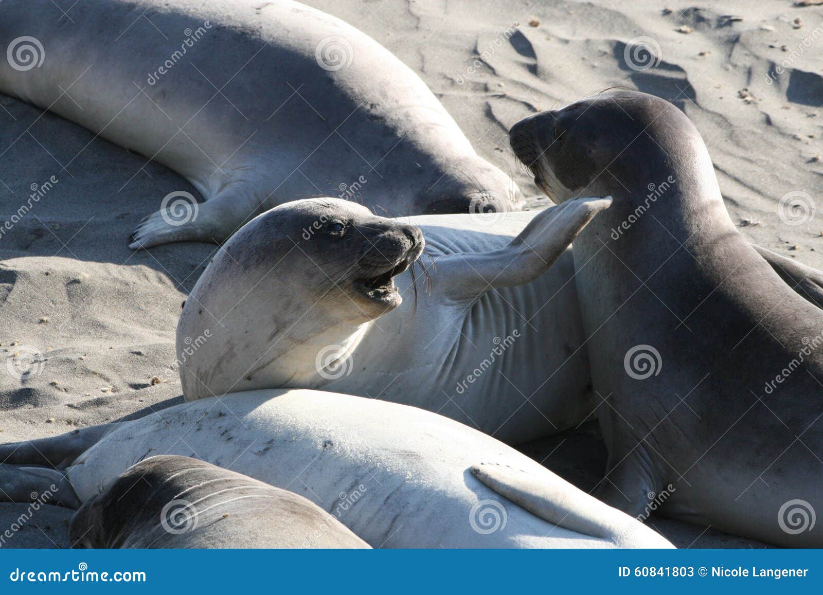 See-elephants stock image. Image of group, america, mammals - 60841803