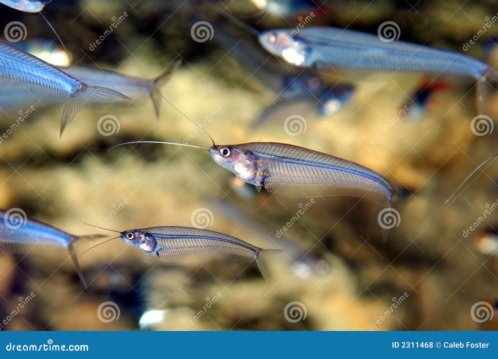 See-through fish stock photo. Image of eating, swim, fluorescent - 2311468