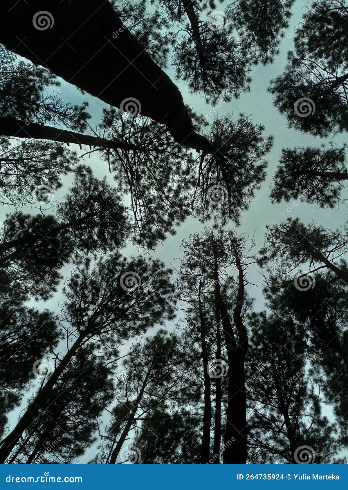 See Many Pine Tree Tops in the Forest from Below Stock Photo - Image of ...