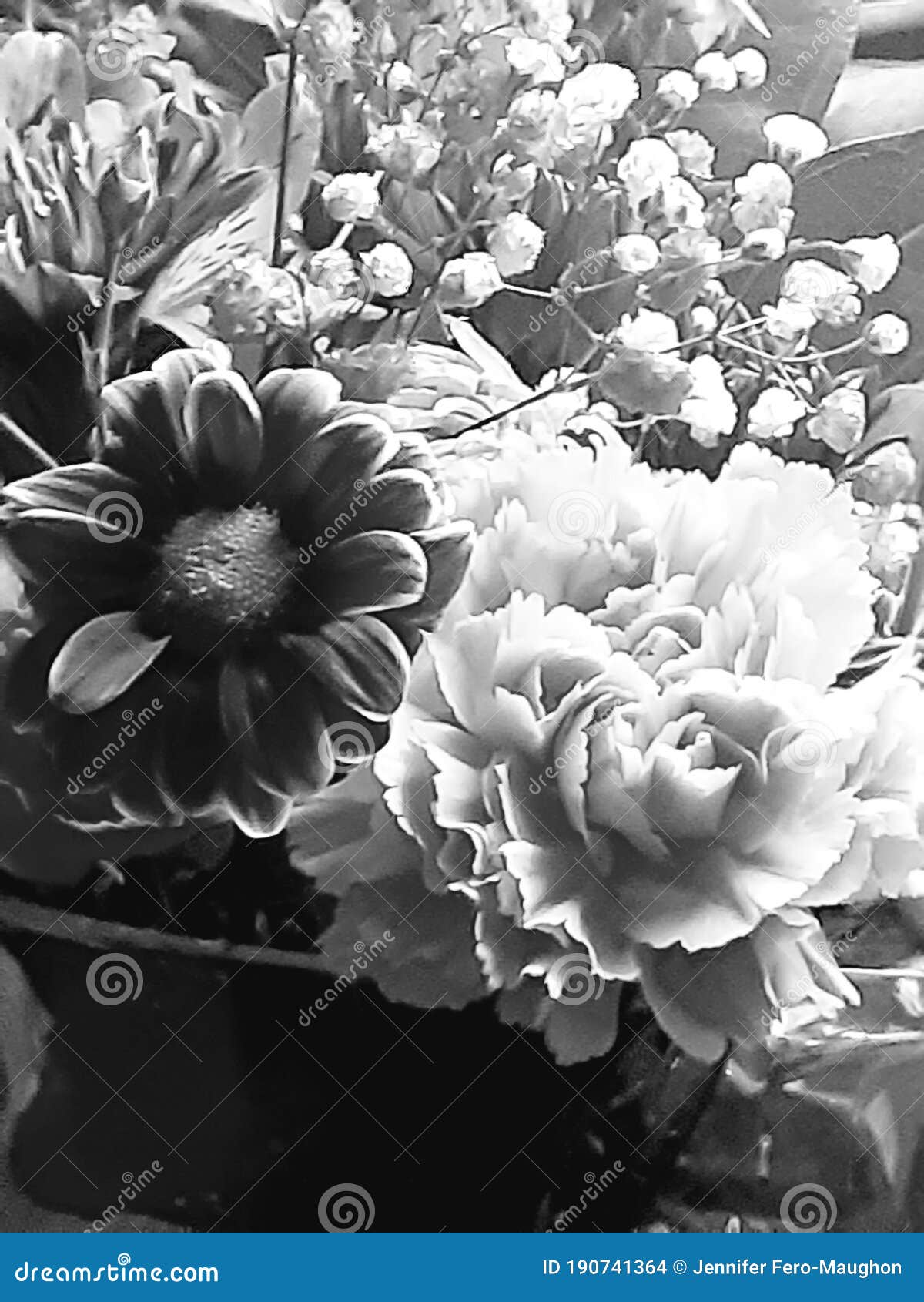 See my bloomers stock photo. Image of sketch, drawing - 190741364