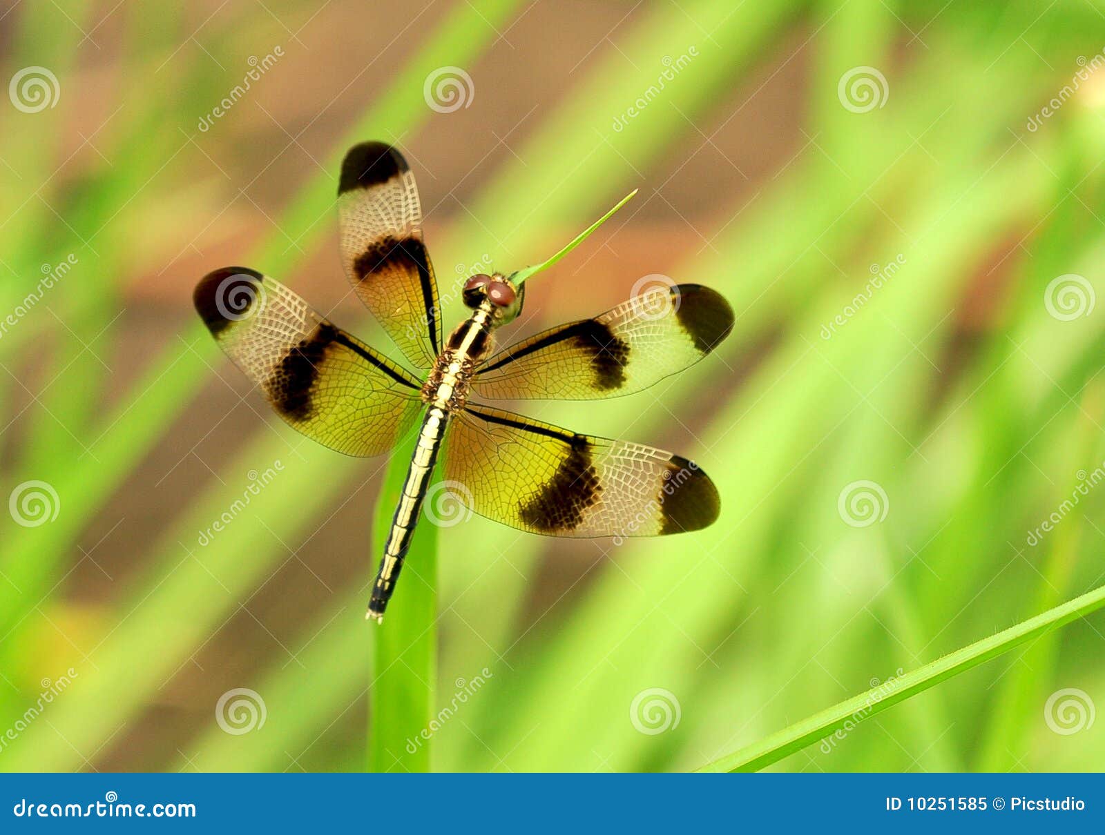 Dragonfly stock image. Image of view, side, dragonfly - 10251585