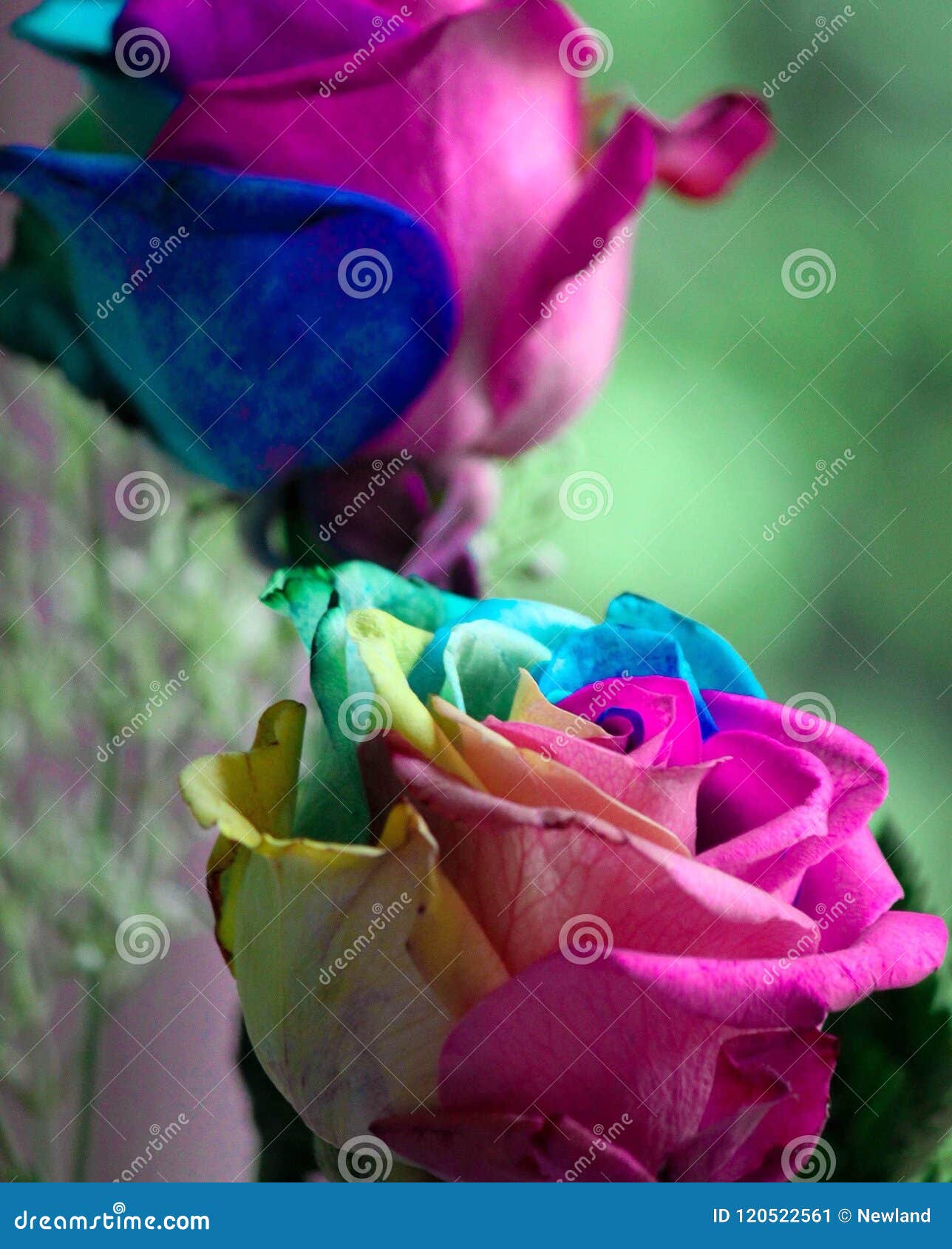 Rainbow Tie Dyed Roses Stock Photos - Free & Royalty-Free Stock Photos ...