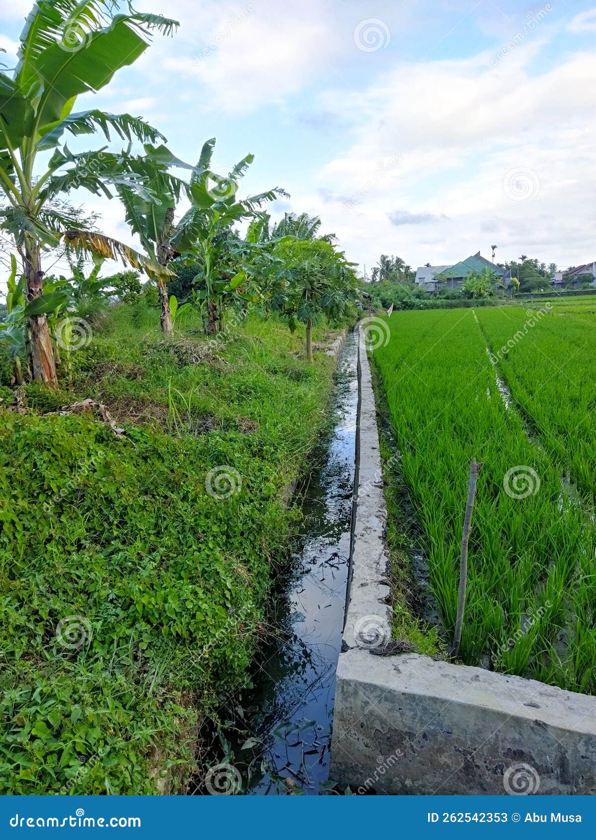 See rice field irrigation stock image. Image of natural - 262542353