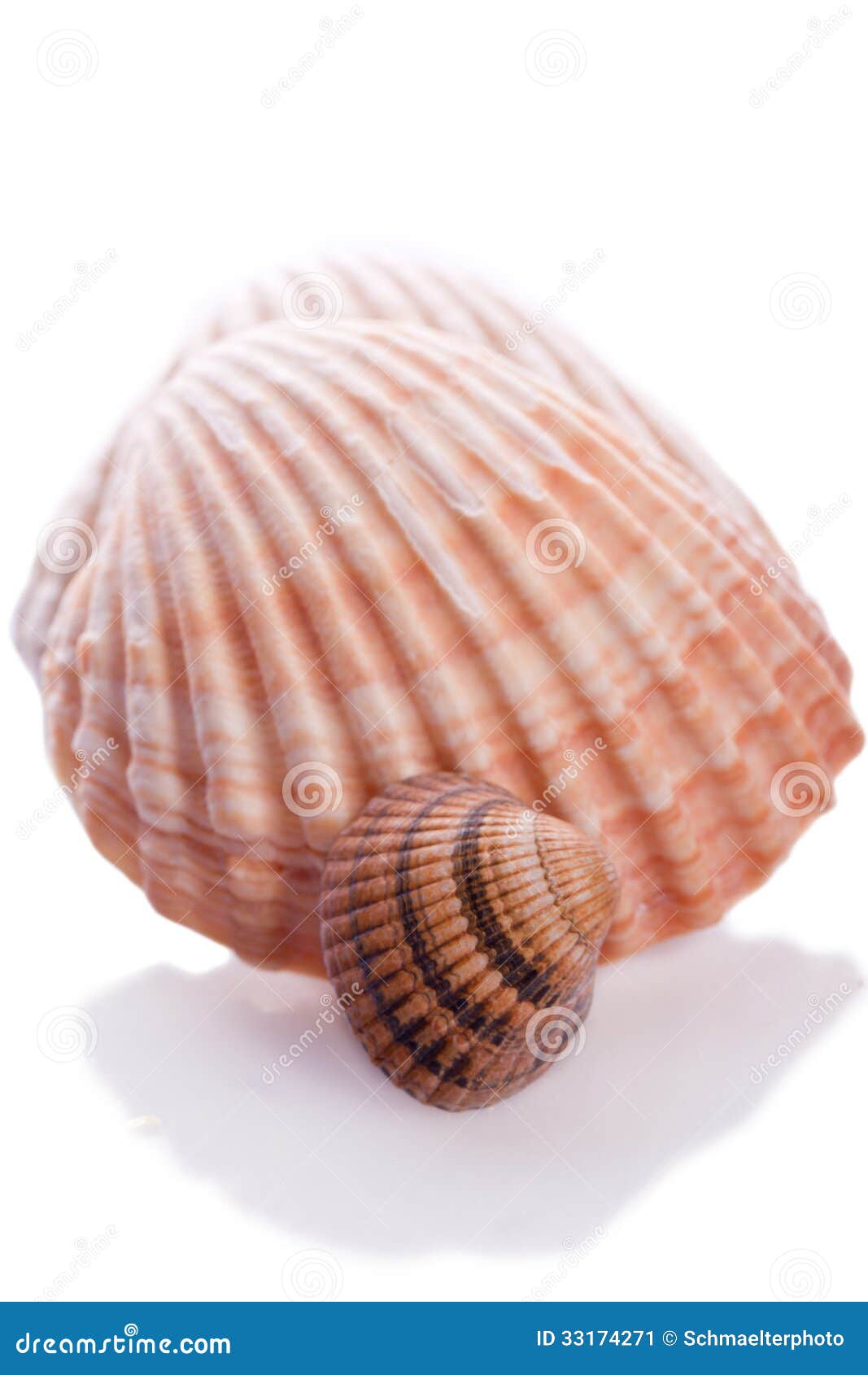 See shell stock image. Image of home, beautiful, prepared - 33174271