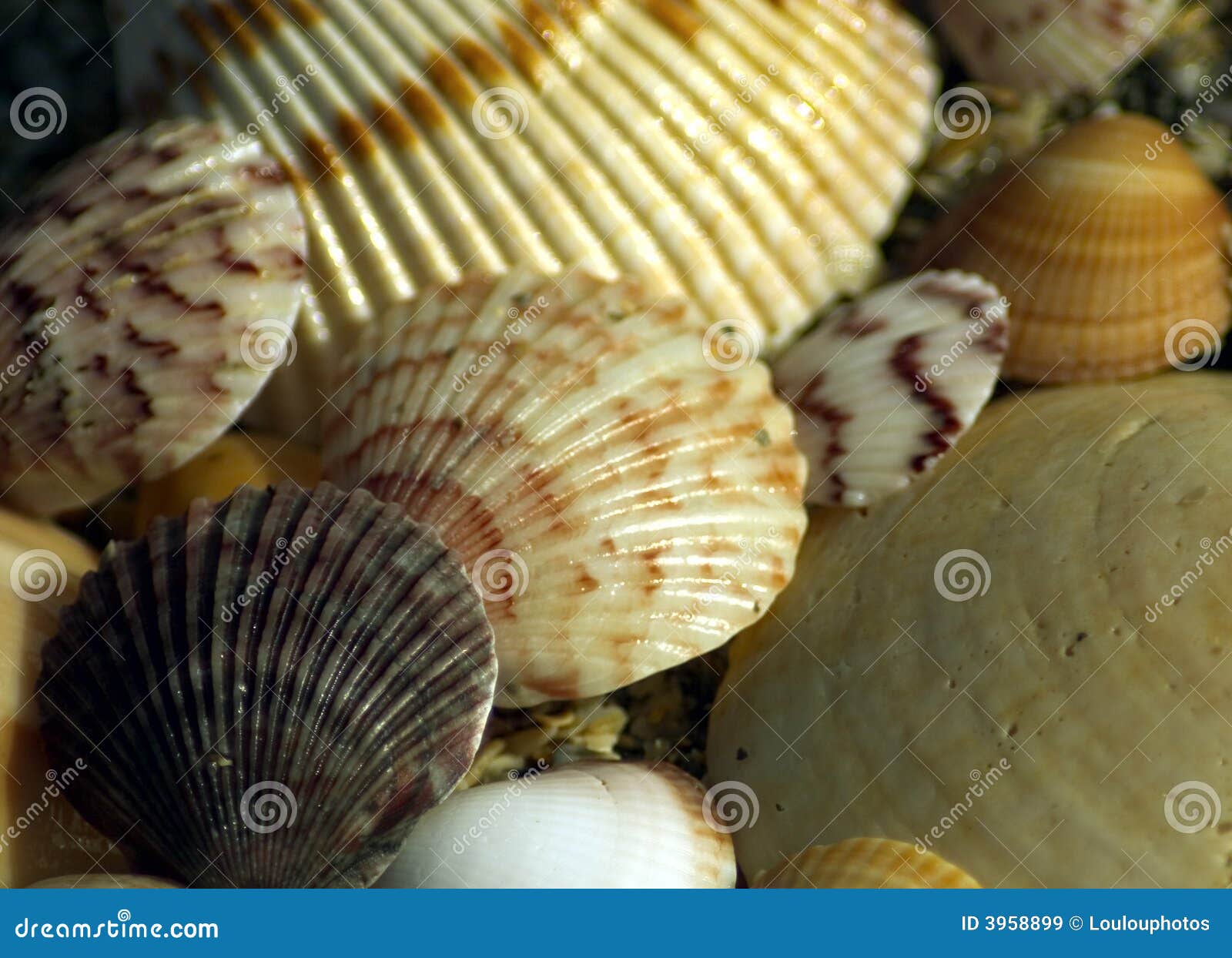 See shells on the beach stock image. Image of rest, collection - 3958899