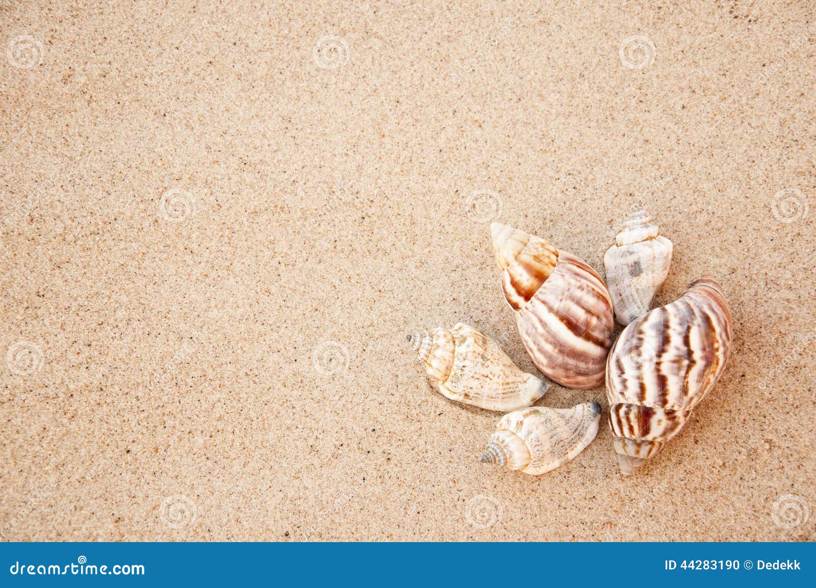 See shells stock photo. Image of life, nautilus, memory - 44283190