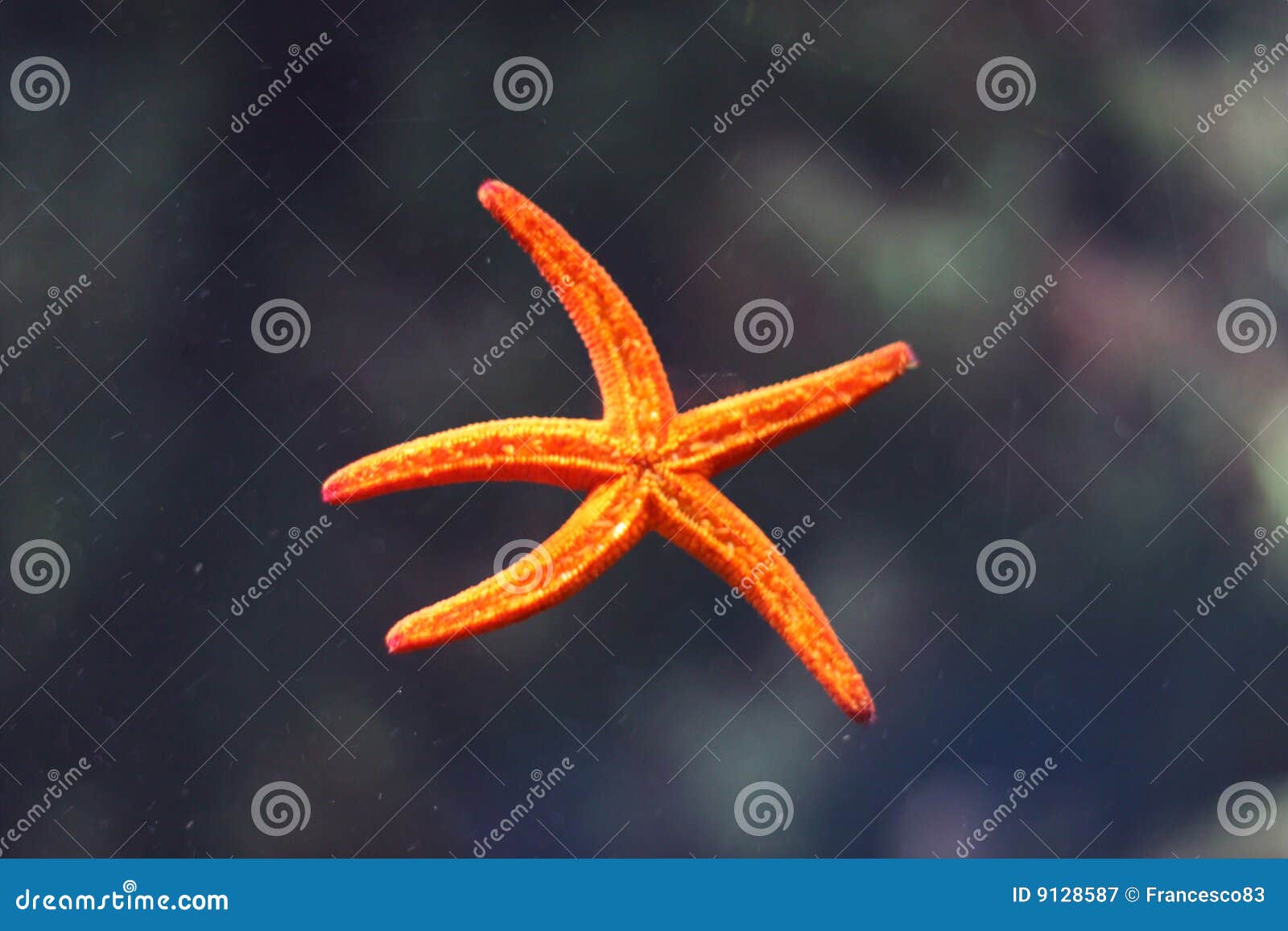 See star stock image. Image of rocks, orange, open, lake - 9128587