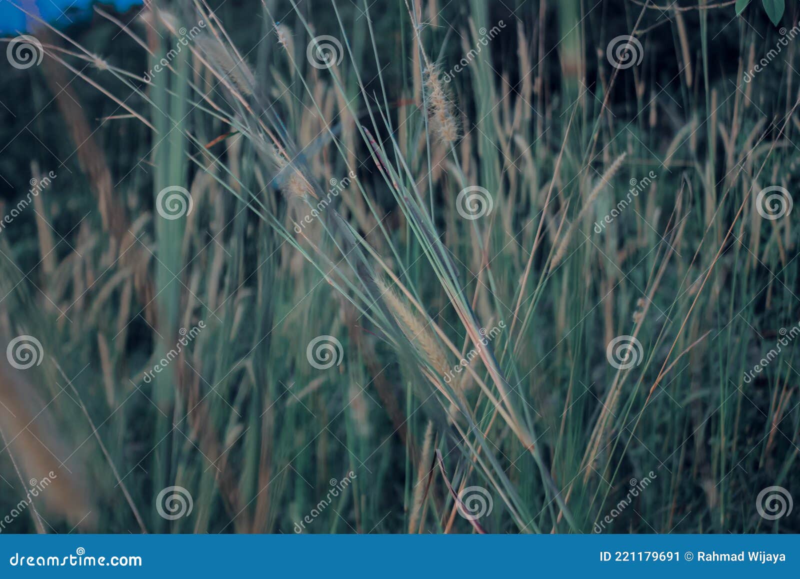 See Tall Weeds Up Close in the Mountains Area Stock Image - Image of ...