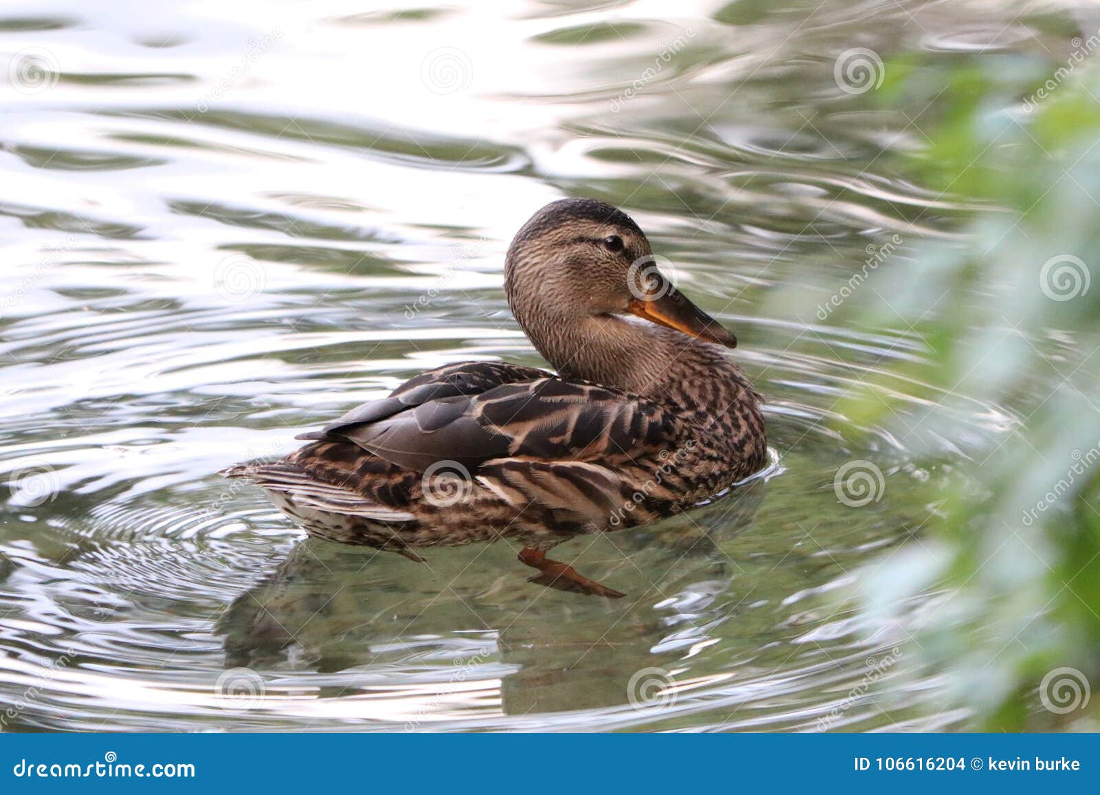 See thru water duck stock photo. Image of duck, water - 106616204