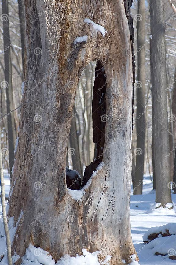 See through Tree stock image. Image of forest, wood, season - 84939
