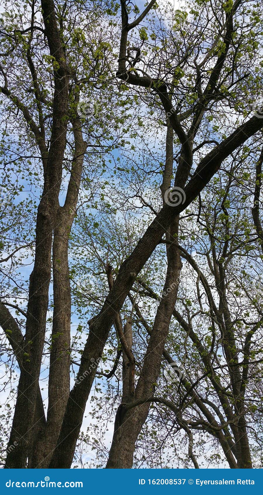 See through Tree Branch Nature Green Stock Image - Image of tree, green ...