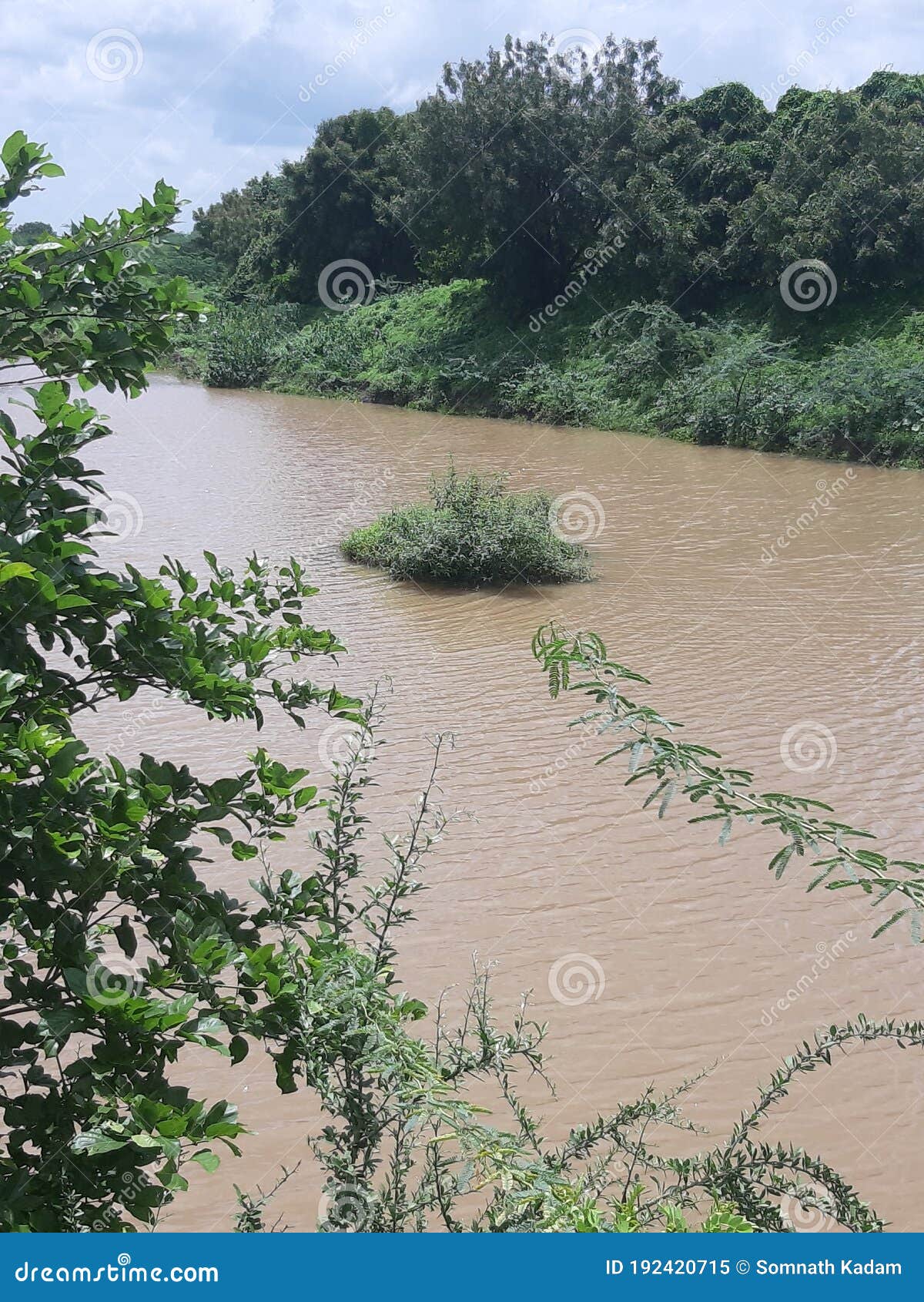 See tree of water stock image. Image of grass, green - 192420715