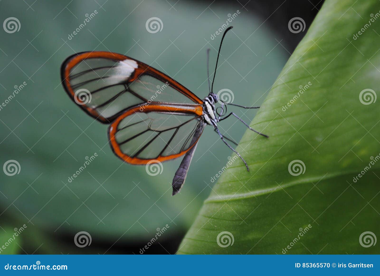 See trough butterfly stock photo. Image of white, trough - 85365570