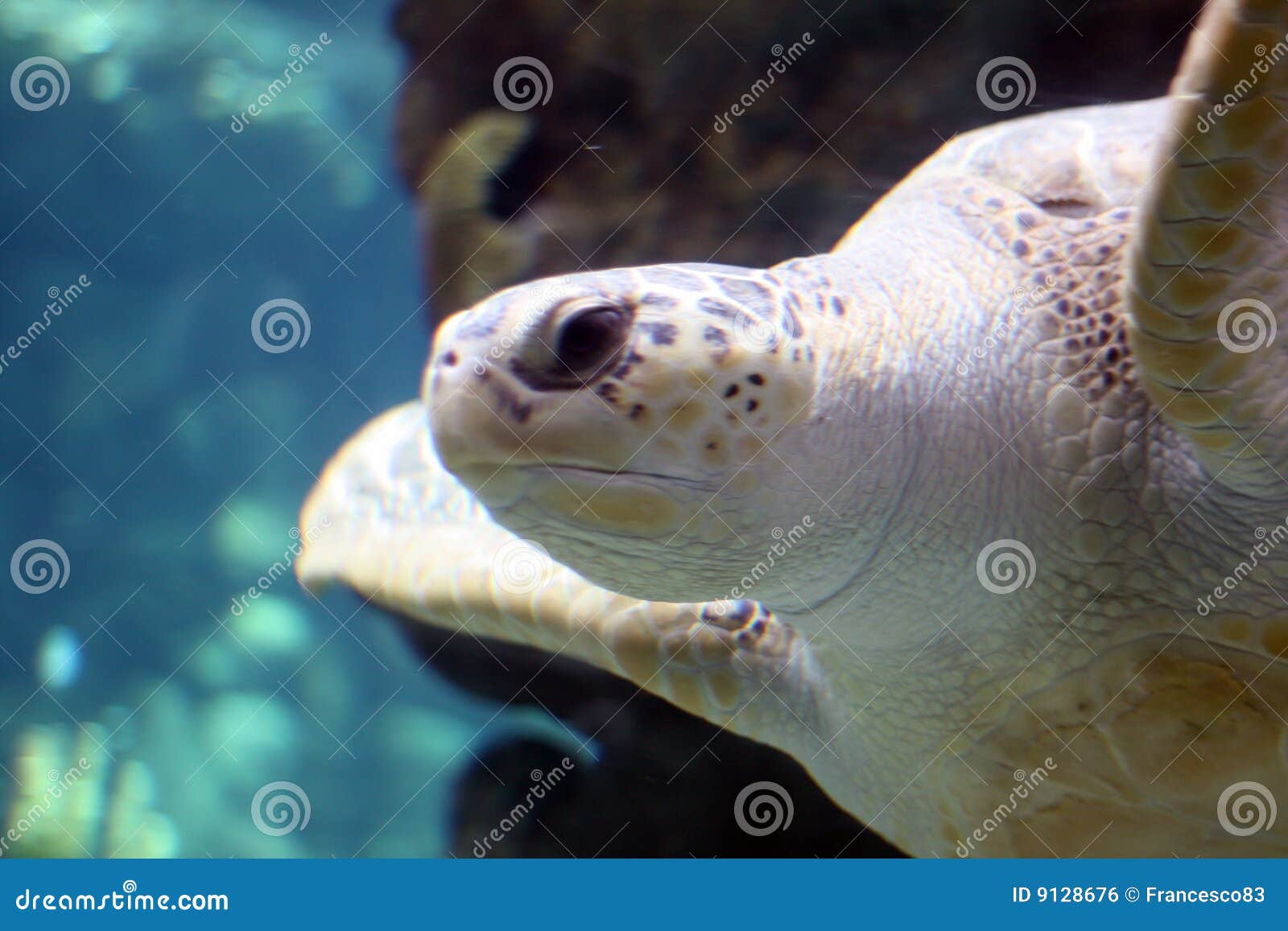 See Turtle stock photo. Image of chelydridae, water, colors - 9128676