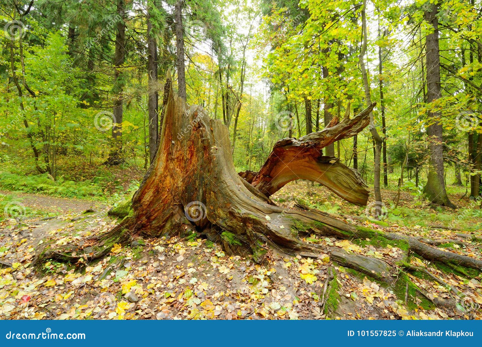 A Rotten Tree Stump in the Woods. Stock Image - Image of rotten, autumn ...