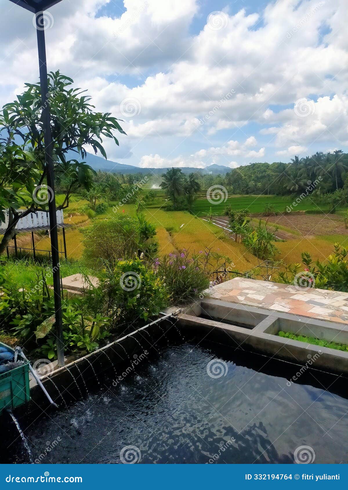 See the View of the Expanse of Rice Fields and Mountains Plus a Fish ...