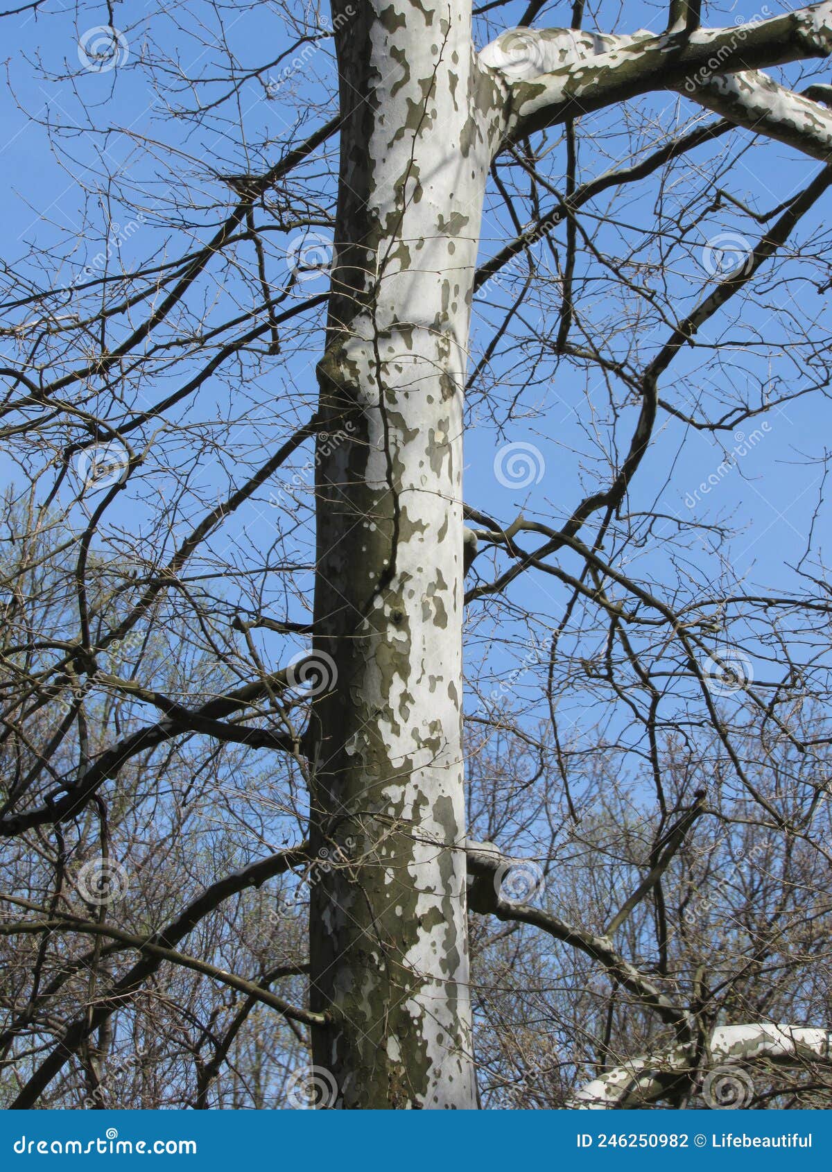 Dogwood bark on tree stock photo. Image of beech, woodland - 246250982
