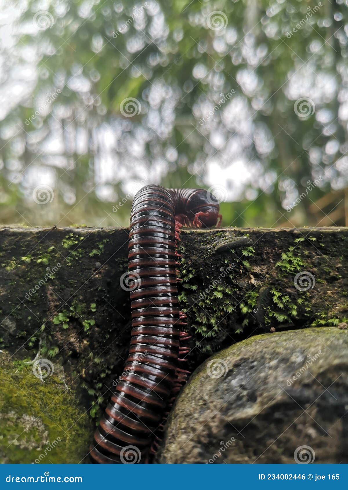 Thousand-legged animals stock photo. Image of arthropod - 234002446