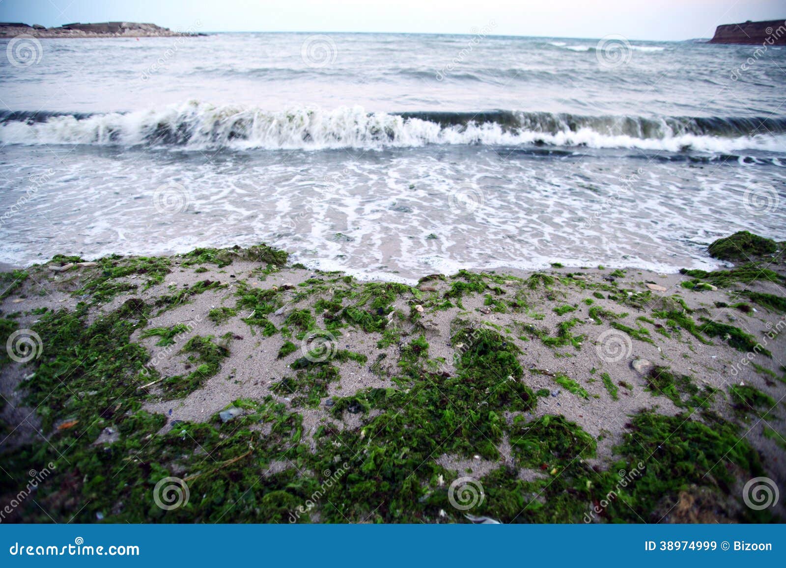 Seealgen stockbild. Bild von umgebung, ökologie, schacht - 38974999