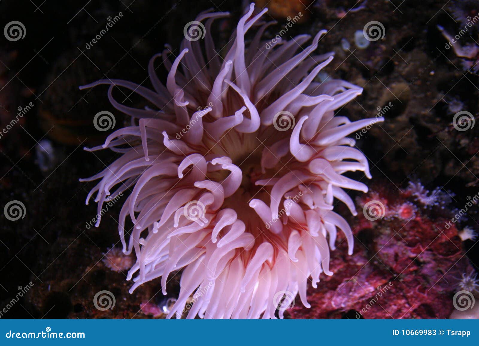 Seeanemone stockbild. Bild von cnidarians, ozean, polyp - 10669983