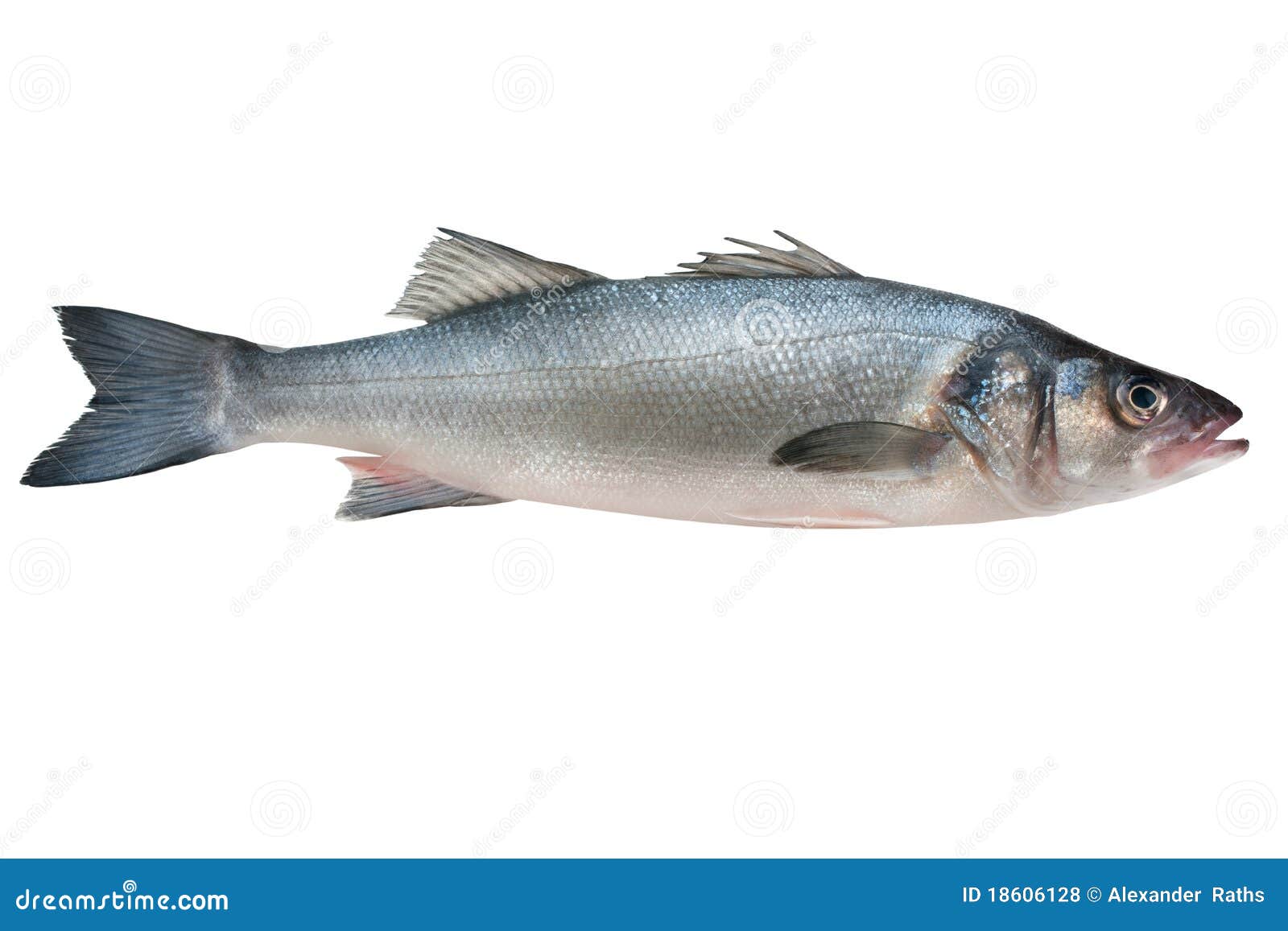 Seebarsch stockfoto. Bild von essen, eingefroren, vorbereitung - 18606128