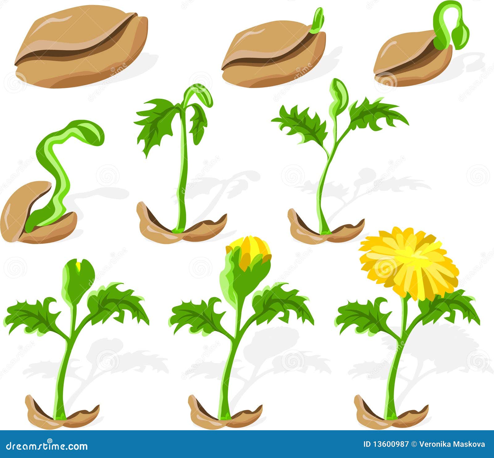 Animation Of Seed Germination On Soil Vector Illustration ...