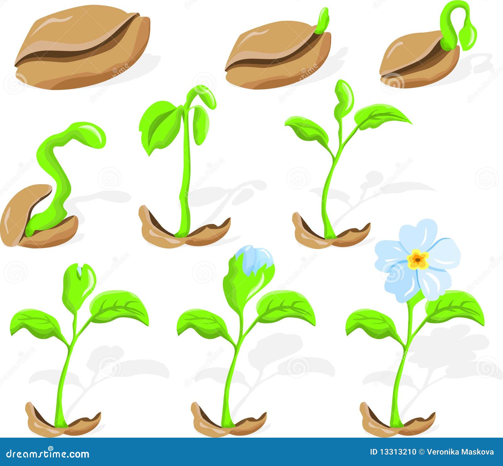 Animation Of Seed Germination On Soil Vector Illustration ...