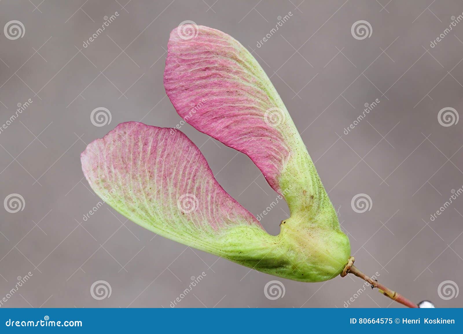 Seed of Amur maple stock image. Image of amur, finland - 80664575