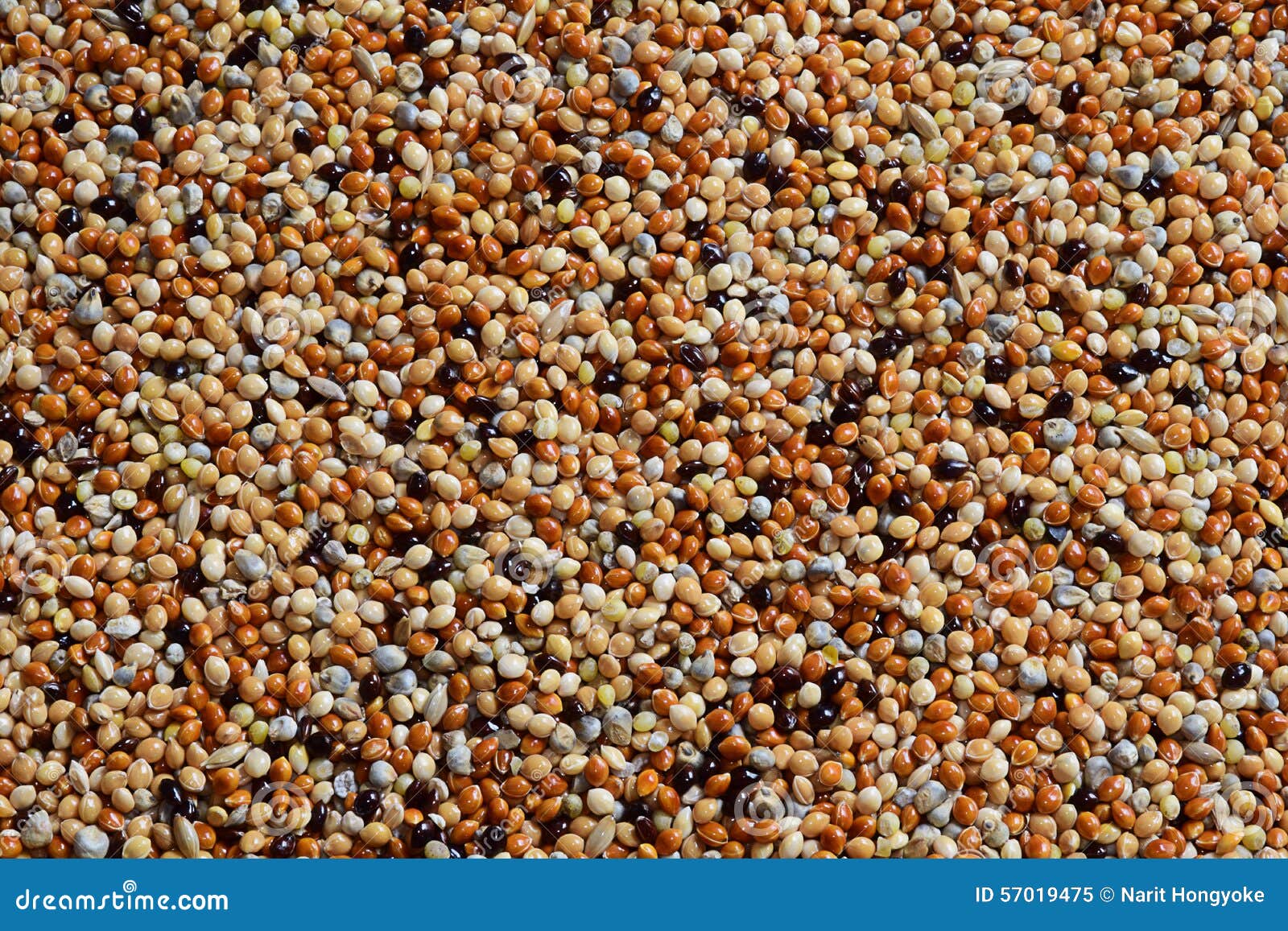 Seed background stock image. Image of healthy, mixture - 57019475