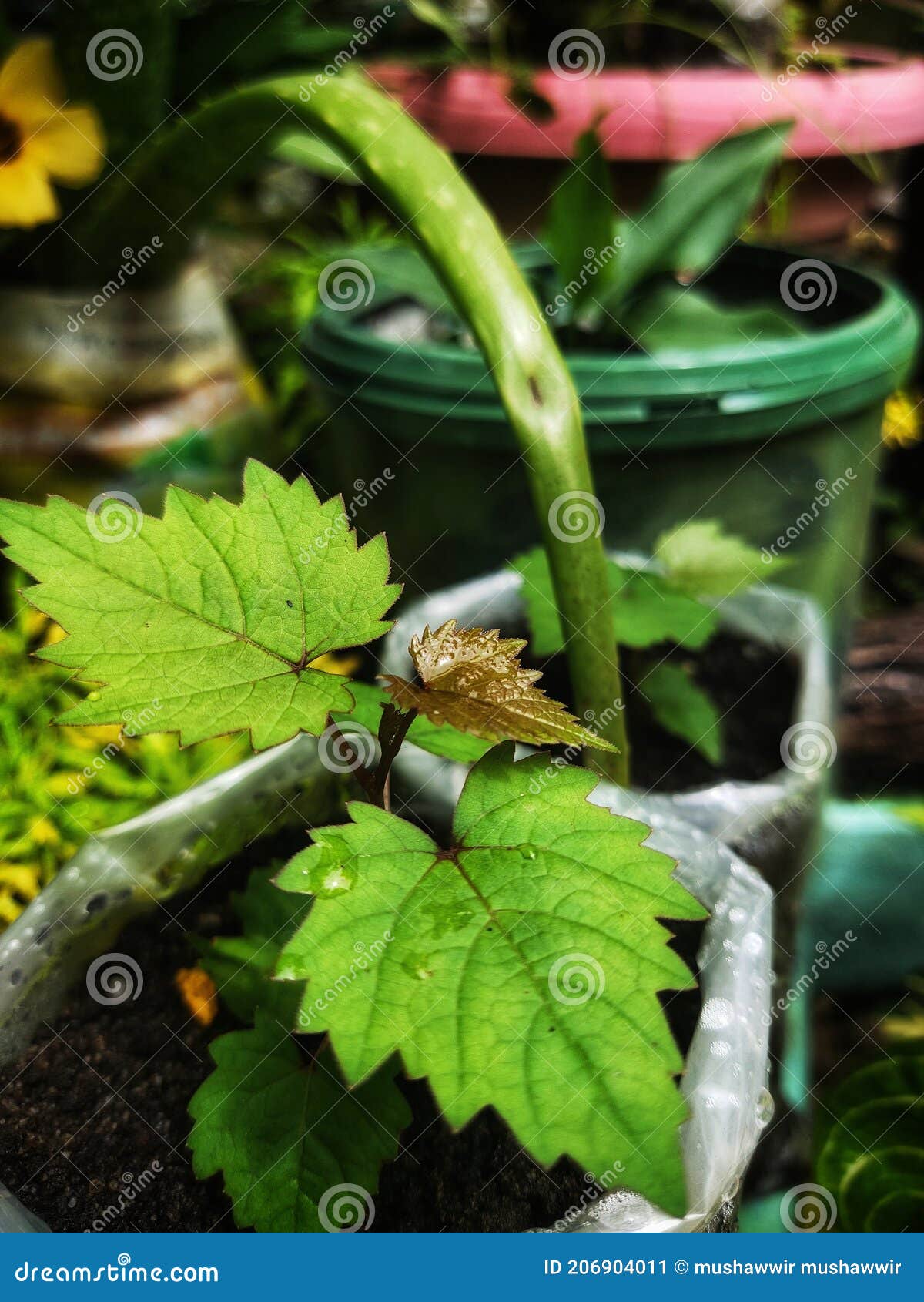Seed of bali grape stock image. Image of leaf, wildlife - 206904011