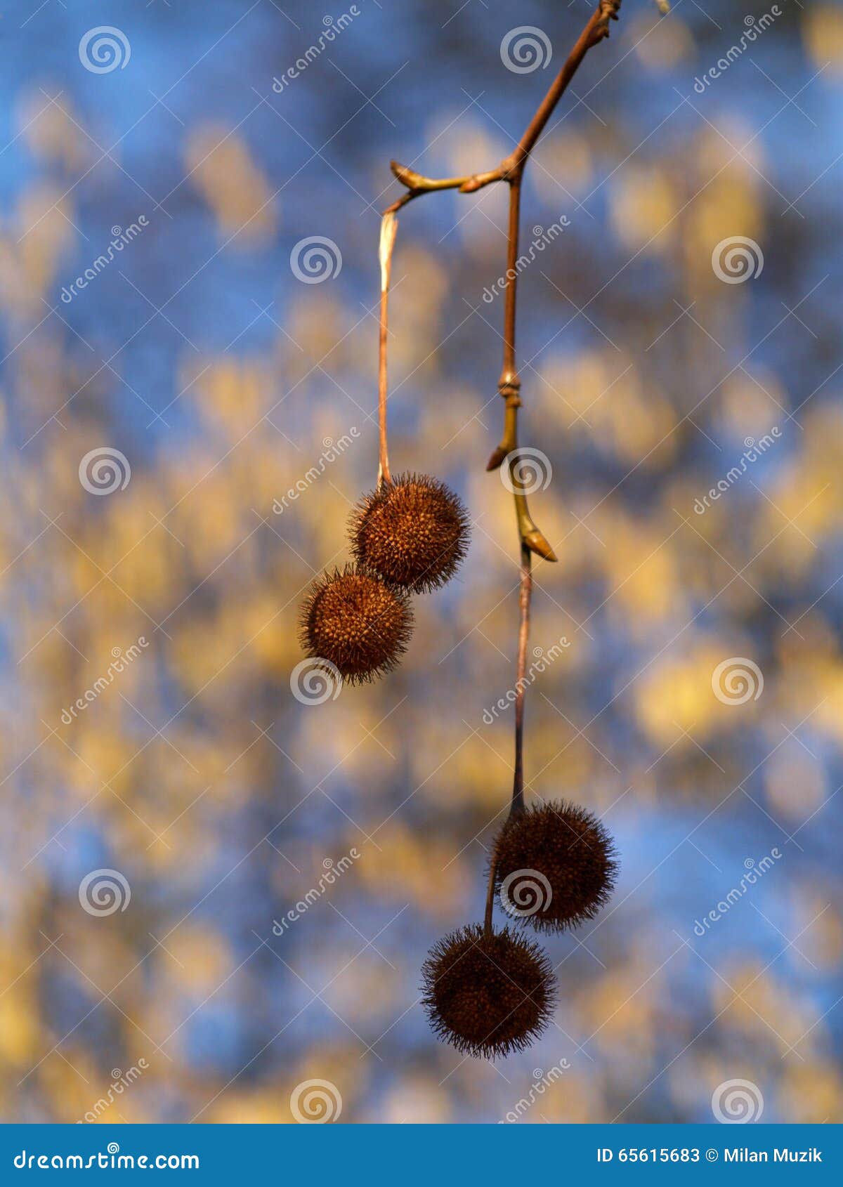 Seed Ball Plane Tree stock image. Image of outdoors, plane - 65615683
