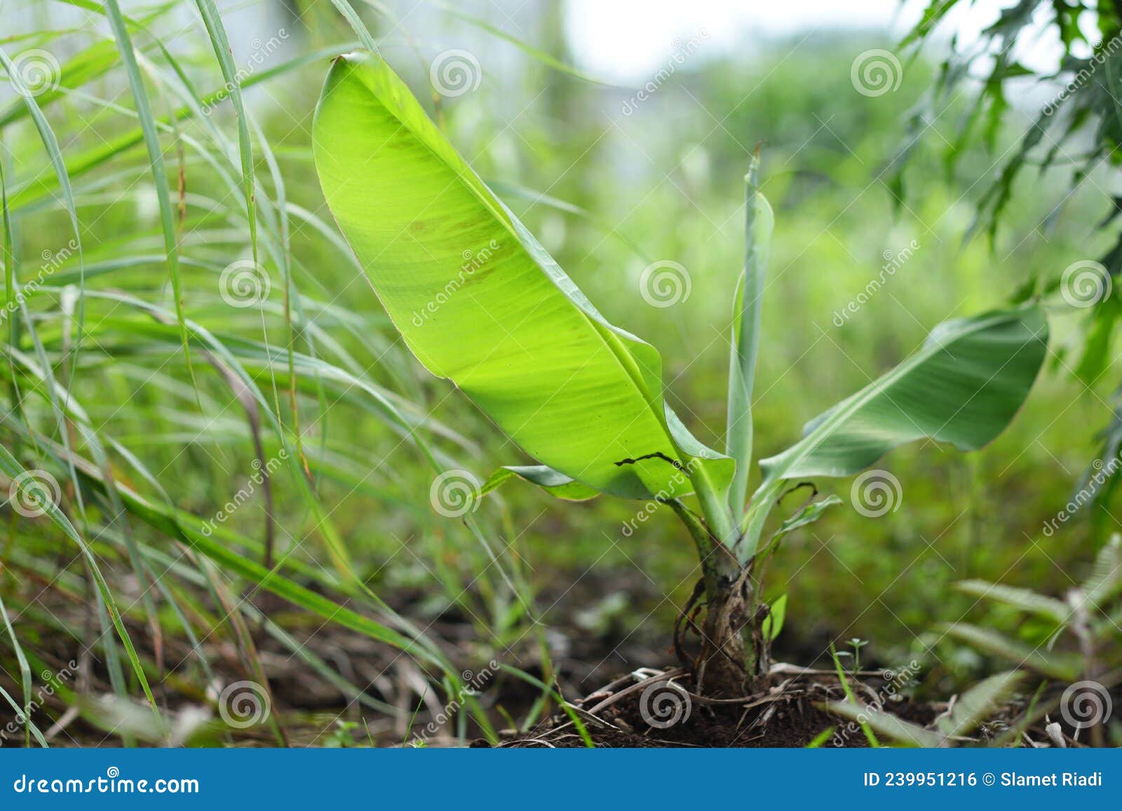 Short Banana Tree With Fruit Royalty-Free Stock Photography ...