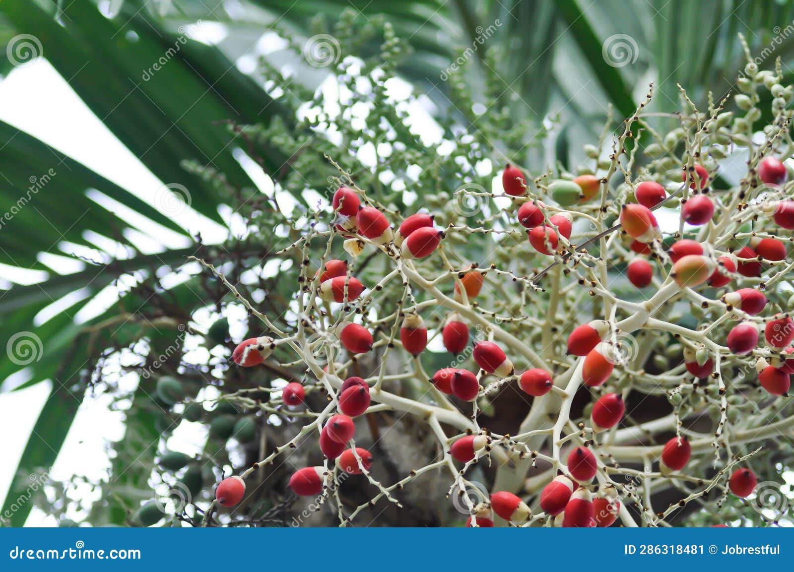Seed of Betel Palm or Betel Nut or Palm Tree Stock Image - Image of ...