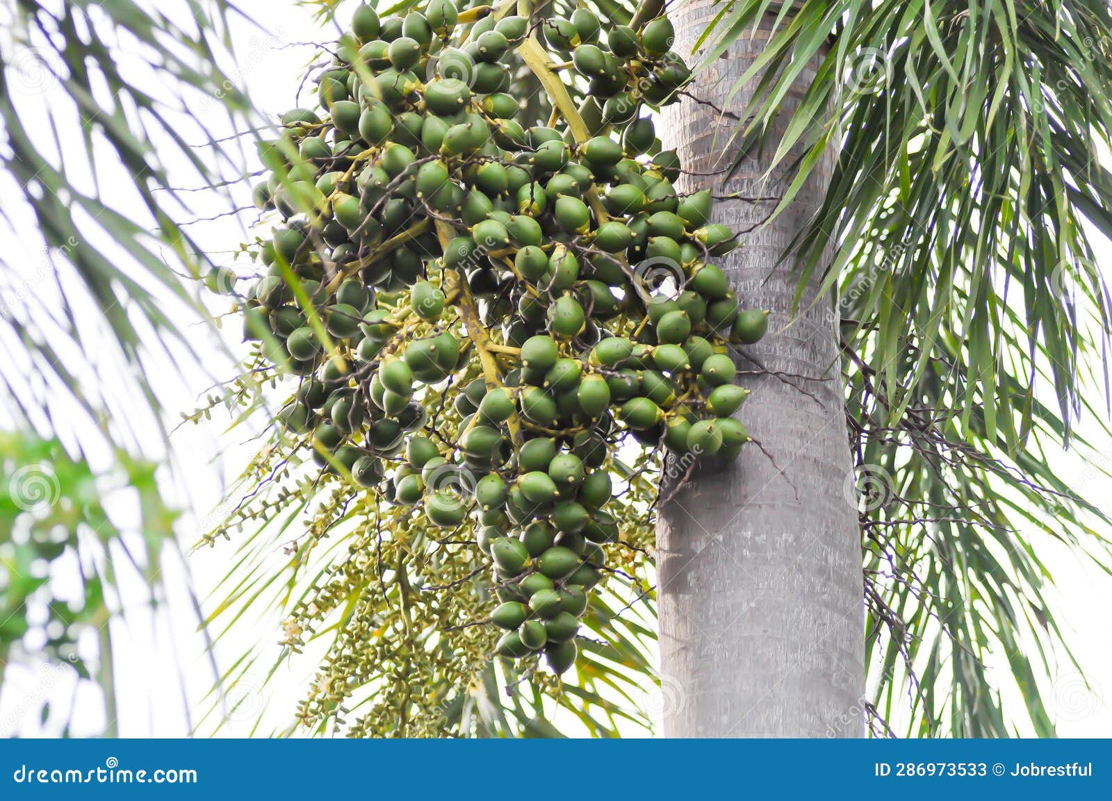 Seed of Betel Palm or Betel Nut or Palm Tree and Seed Stock Image ...