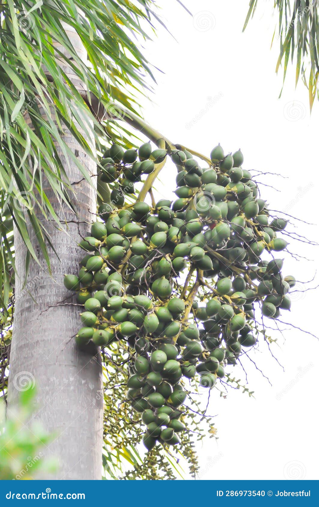 Seed of Betel Palm or Betel Nut or Palm Tree and Seed Stock Photo ...