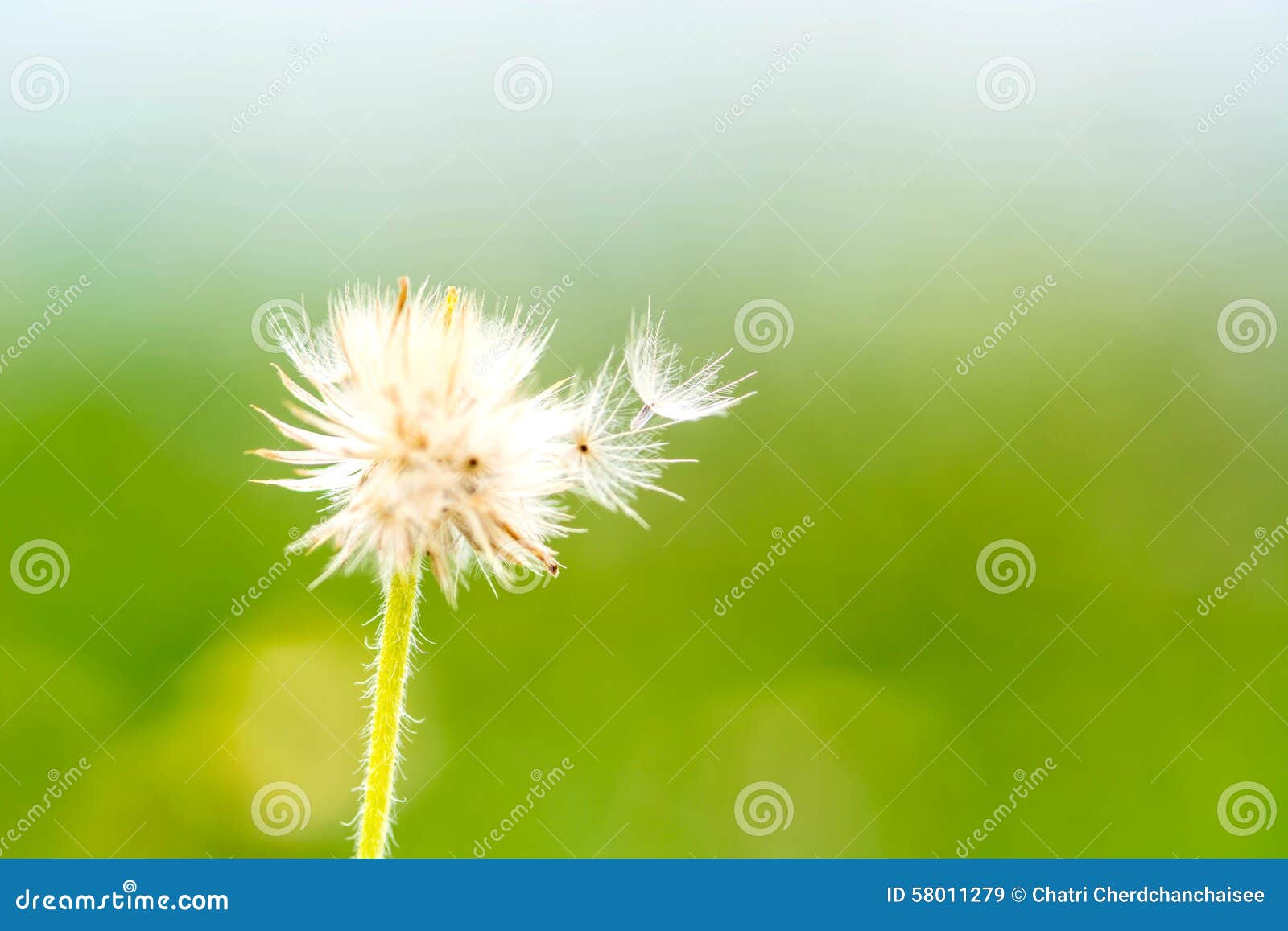Seed blowing stock image. Image of summer, scene, stem - 58011279