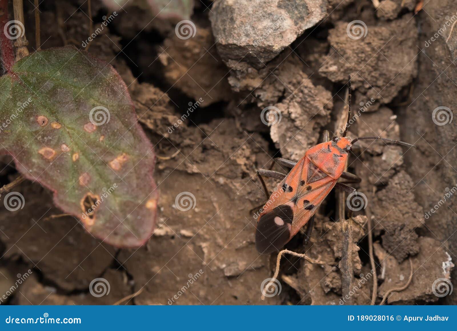 Seed bug in its habitat stock photo. Image of animal - 189028016