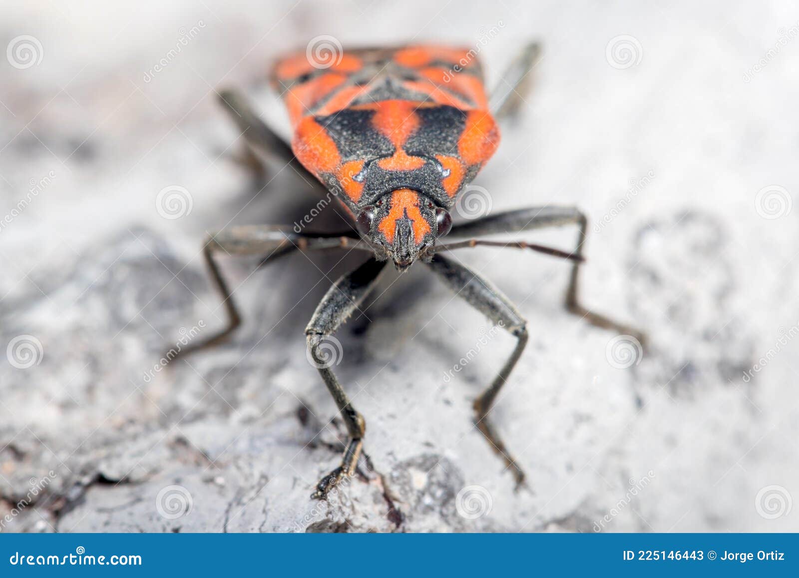 Seed Bug, Spilostethus Pandurus, Posed on a White Rock on a Sunny Day ...