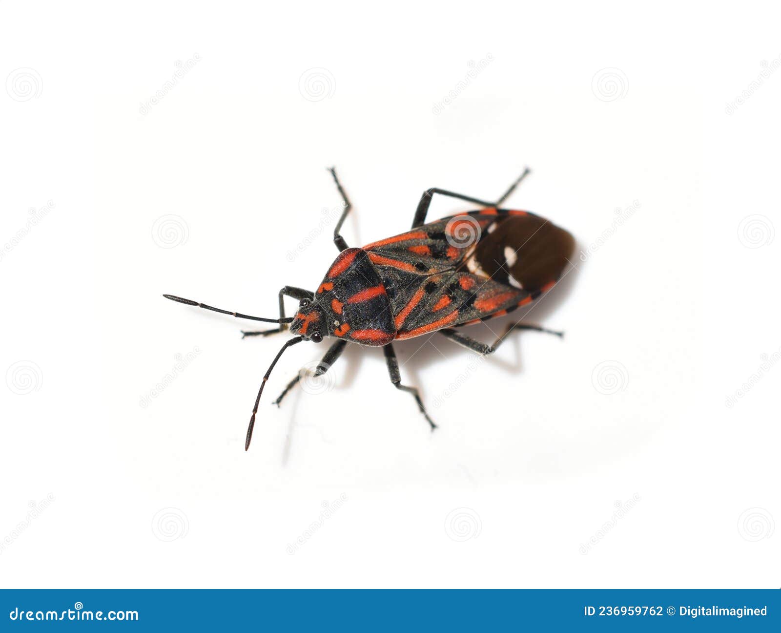 Seed Bug Spilostethus Pandurus On A Barbary Fig Opuntia Maxima. Royalty ...
