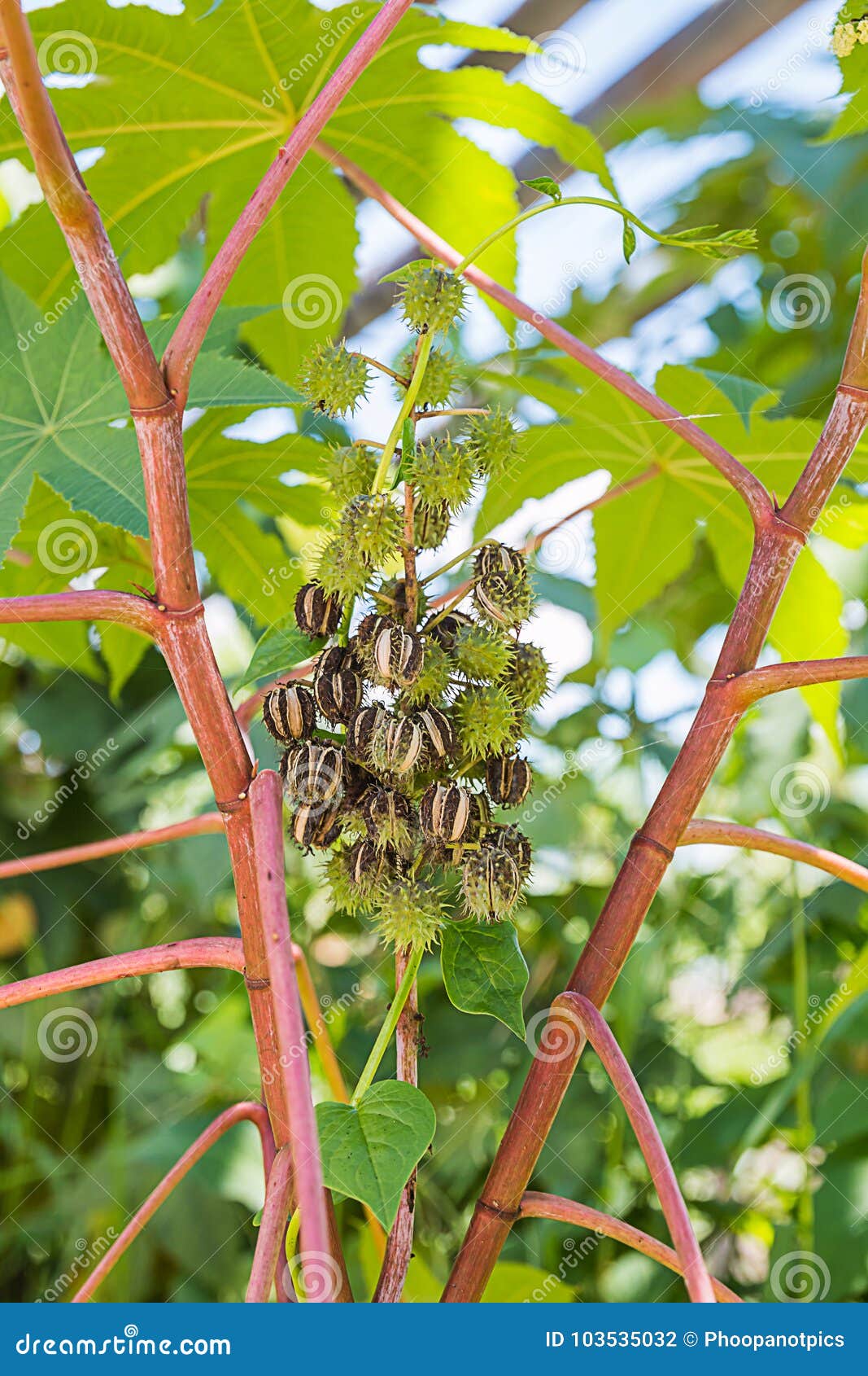 Seed of Castor plant stock photo. Image of liana, creeping - 103535032