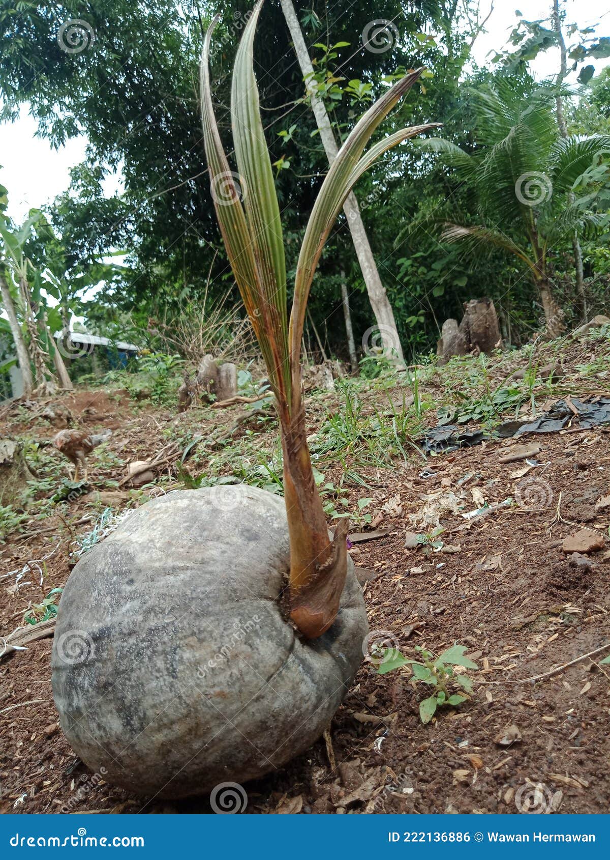 Coconut bud stock photo. Image of garden, plant, planting - 222136886