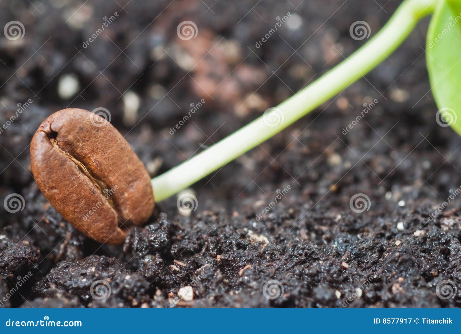 Seed coffee stock image. Image of life, crop, land, sprout - 8577917