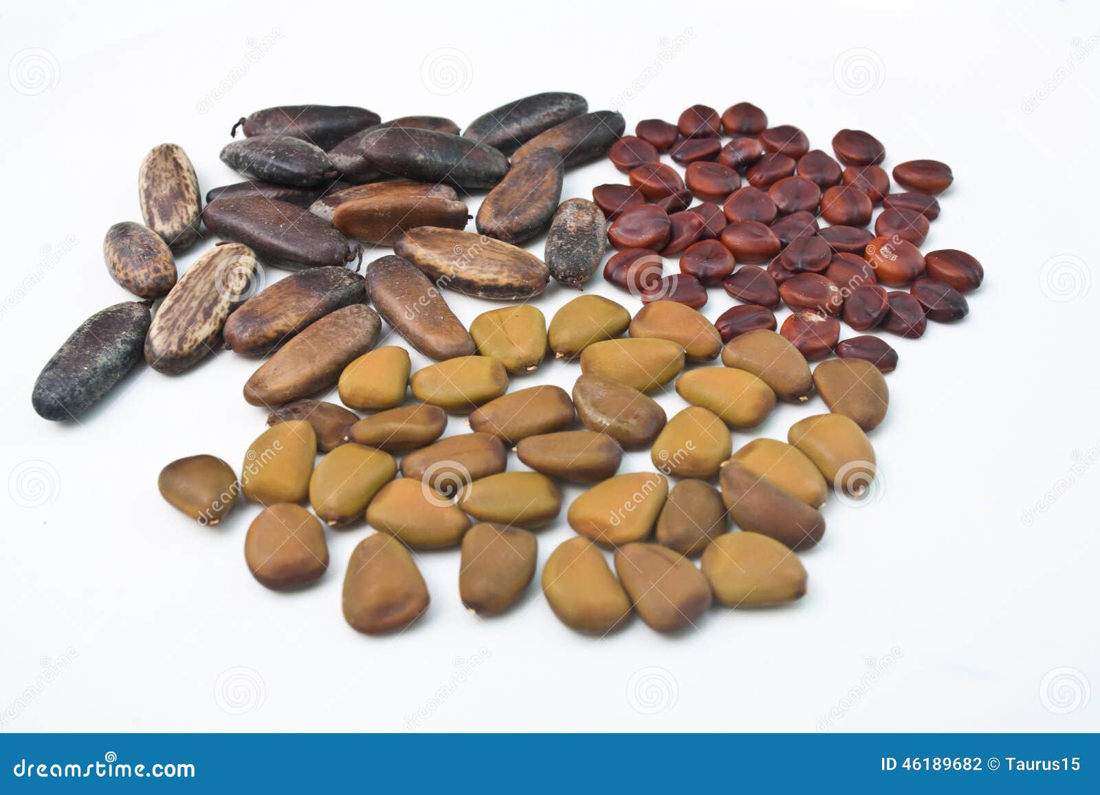 Seed Collection stock photo. Image of breeding, farm - 46189682