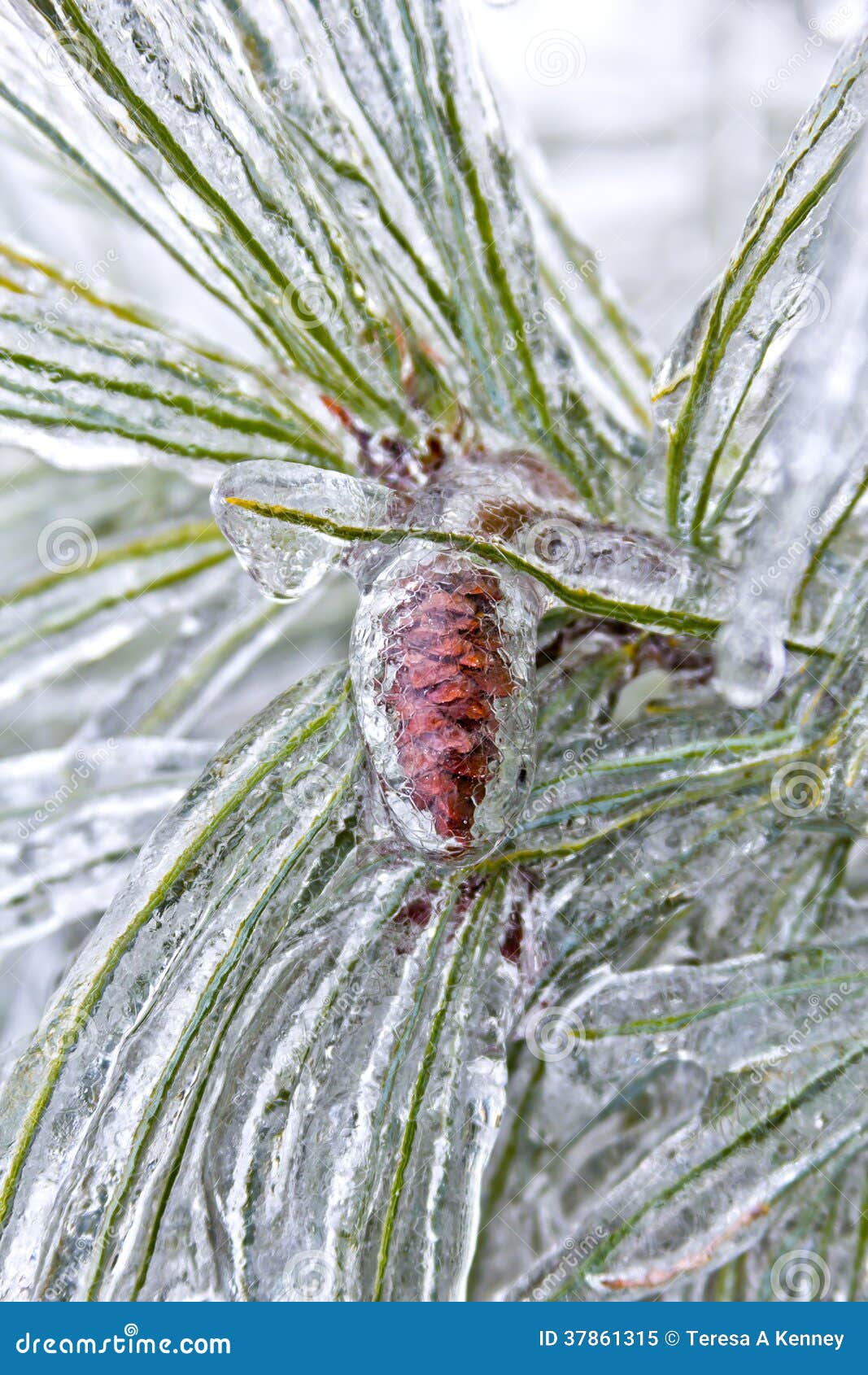 Seed Cone Encased in Ice stock image. Image of freezing - 37861315
