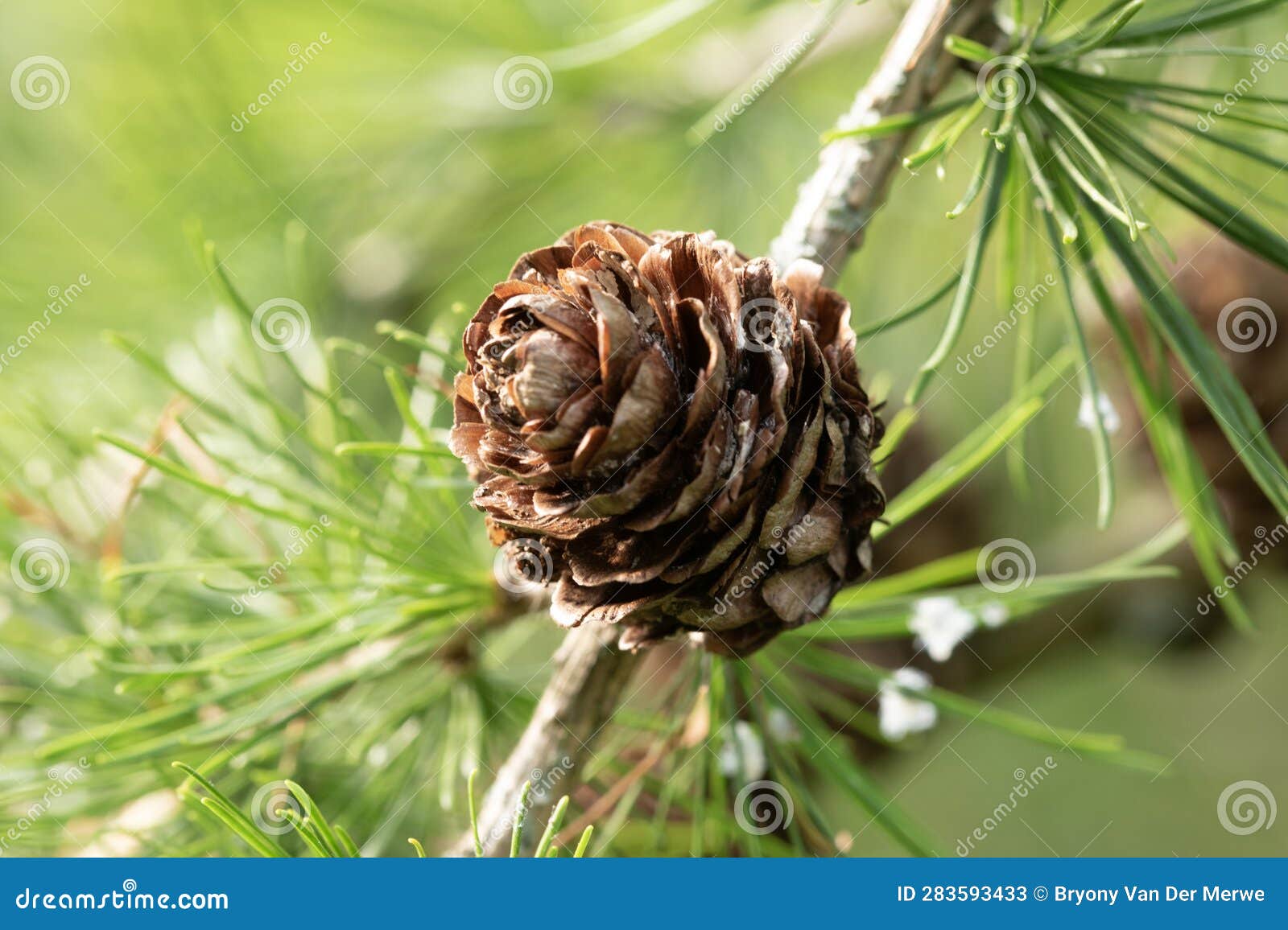 Mature Larix Laricina Tamarack Or Larch Cones Royalty-Free Stock ...