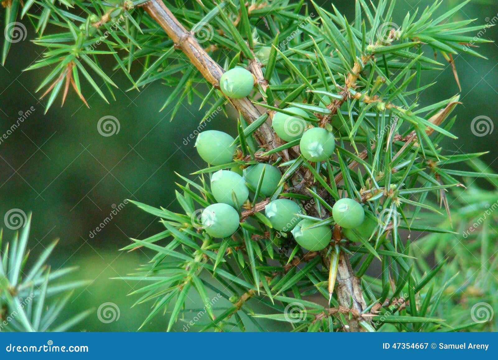 Seed cone of juniper stock image. Image of gymnosperms - 47354667