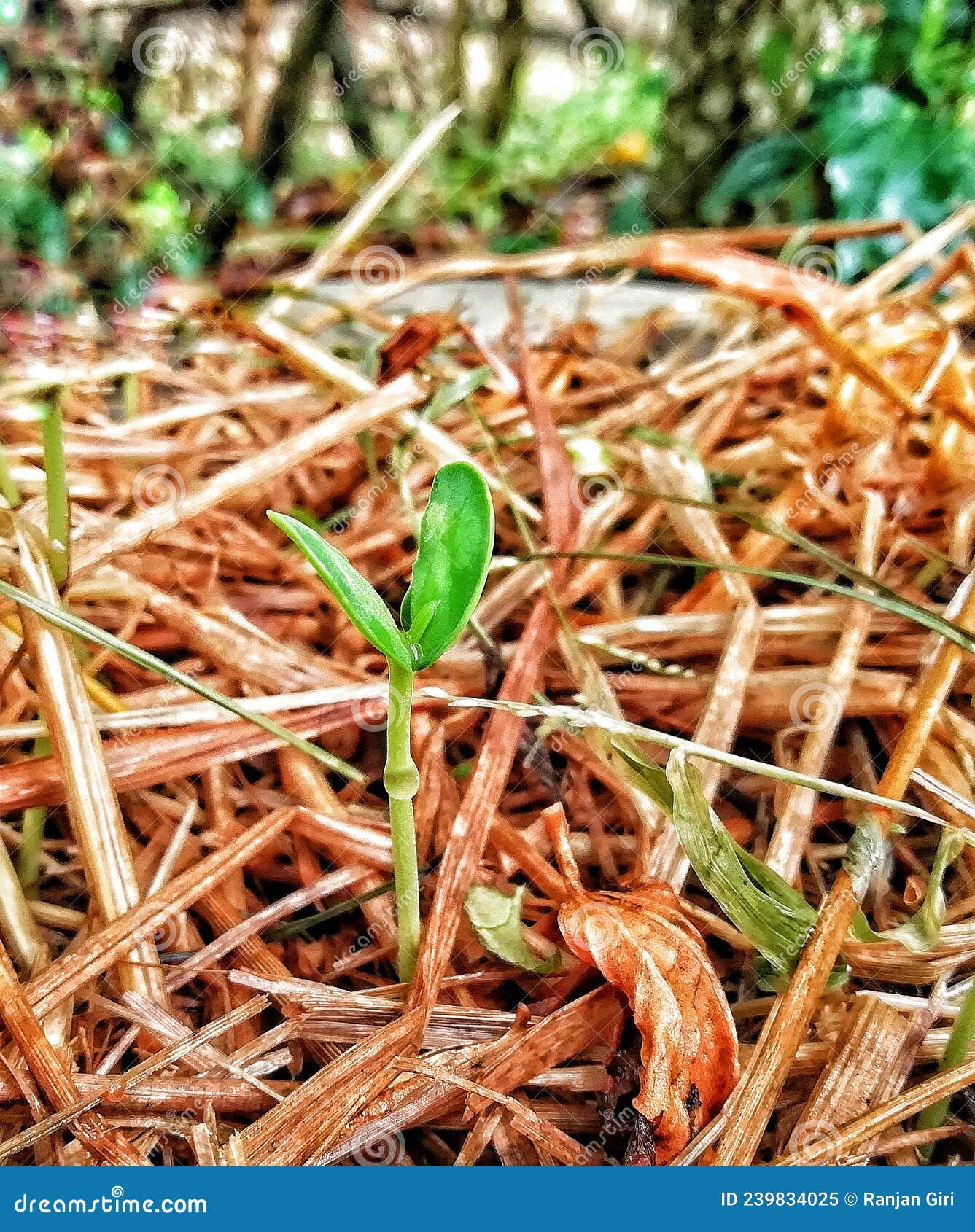 Seed Converting To Plant Initial Stage Stock Image - Image of rose ...